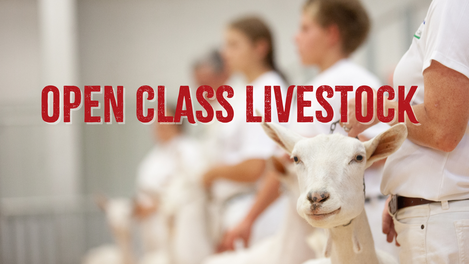 Open Class Livestock | Nebraska State Fair