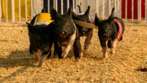 Hedrick's Racing Pigs | Nebraska State Fair